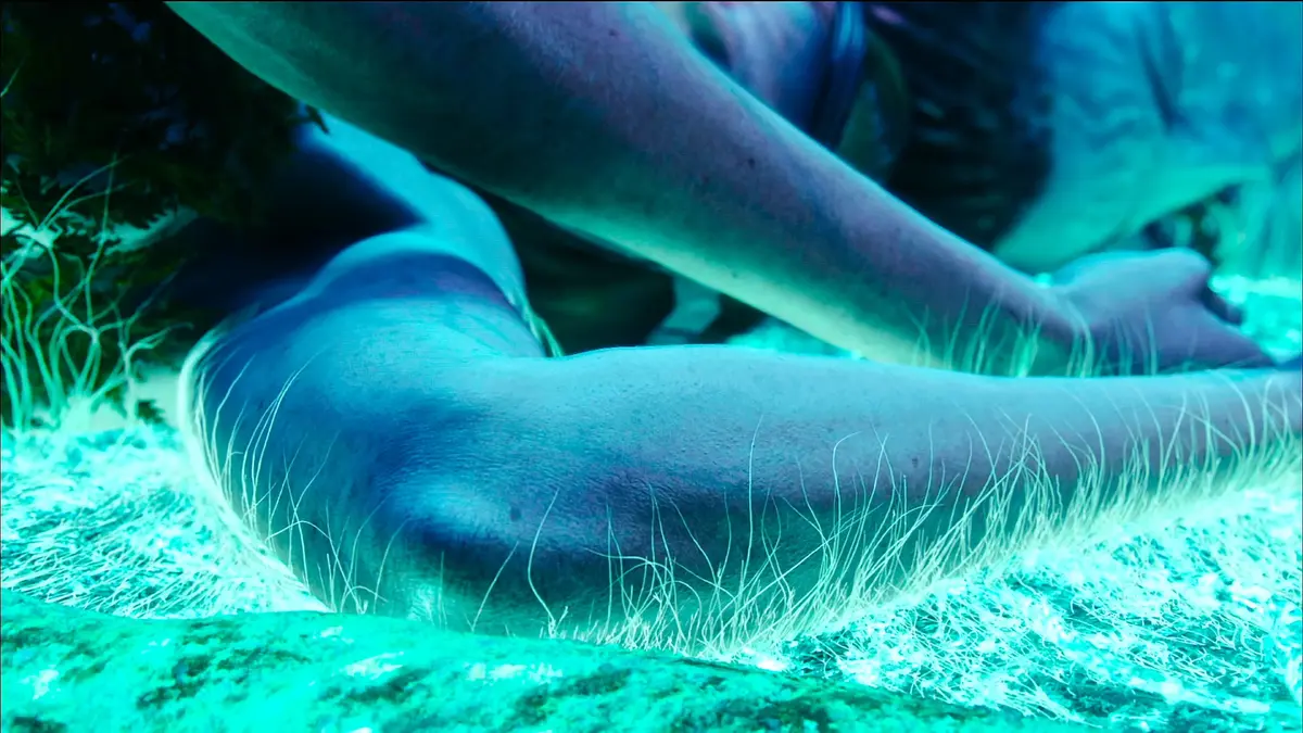 Grzybnia | Avatar Wiki | Fandom