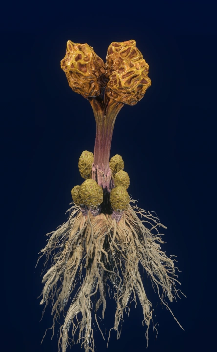 Grzyb dado | Avatar Wiki | Fandom