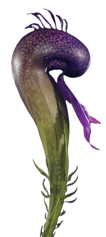 Мухоловка рыбовидная | Аватар вики | Fandom