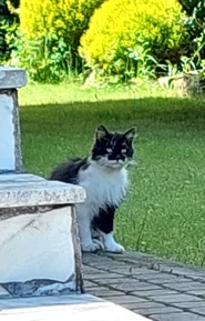 Skyfall | James Bond Wiki | Fandom