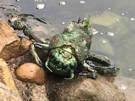 Reef Tick | Avatar Wiki | Fandom