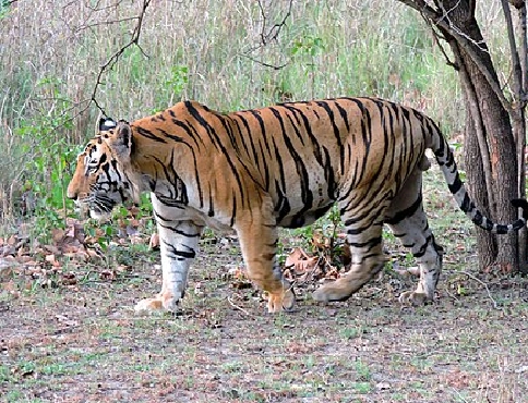 Bengal Tiger | Avatar Wiki | Fandom