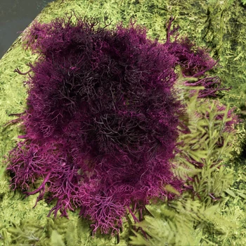 Bruise Moss | Avatar Wiki | Fandom