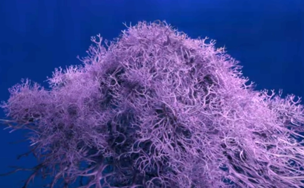 Bruise Moss | Avatar Wiki | Fandom