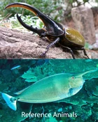 Pincer Fish | Avatar Wiki | Fandom