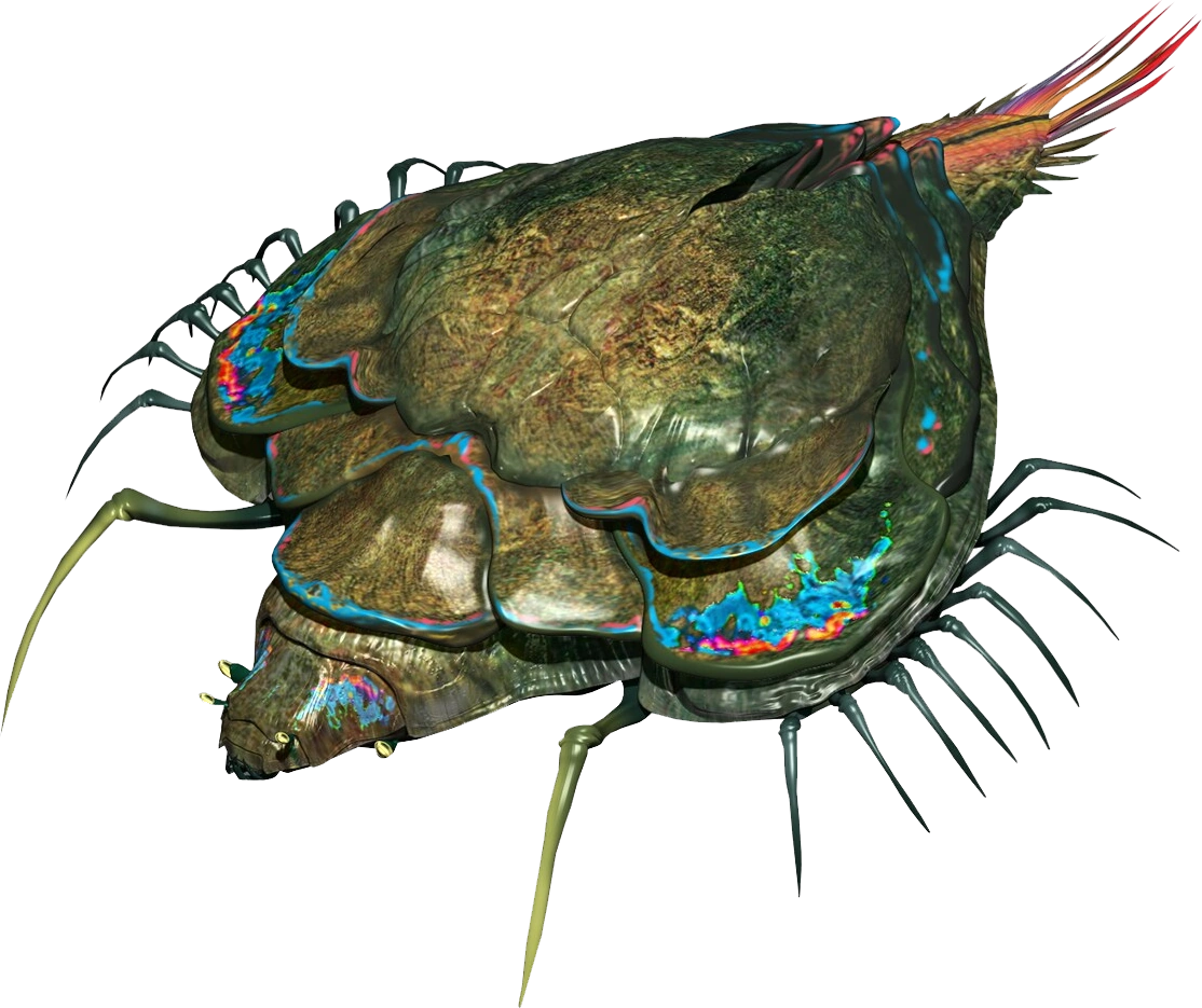 Cuirass Crab | Avatar Wiki | Fandom