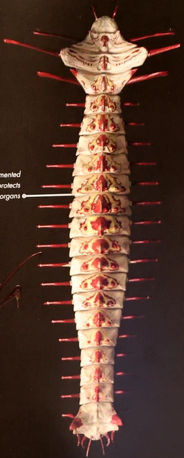 Neoteni Centipede | Avatar Wiki | Fandom