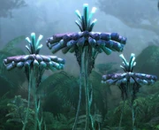 Panopyra | Avatar Wiki | Fandom