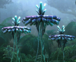 Panopyra | Avatar Wiki | Fandom