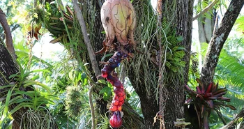 Celia Fruit Tree | Avatar Wiki | Fandom