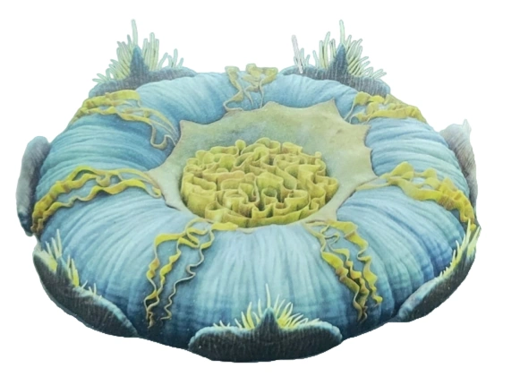 Starry Doughnut | Avatar Wiki | Fandom