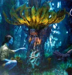 Cycad | Avatar Wiki | Fandom