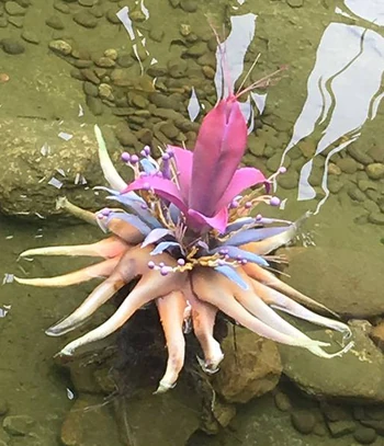 Water Lily | Avatar Wiki | Fandom