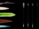Category:Na'vi Weapons | Avatar Wiki | Fandom
