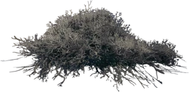 Trail Moss | Avatar Wiki | Fandom