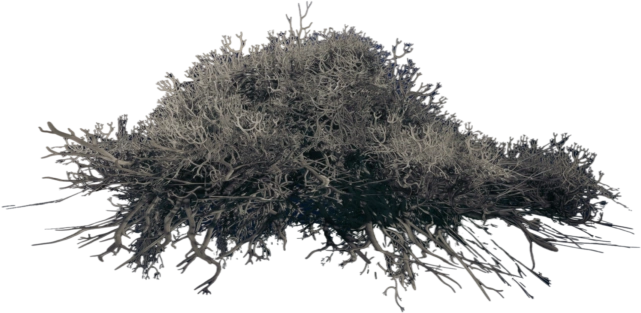 Trail Moss | Avatar Wiki | Fandom