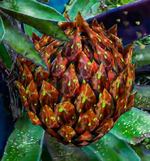 Spineberry Fruit | Avatar Wiki | Fandom