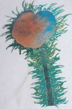 Anemonid | Avatar Wiki | Fandom