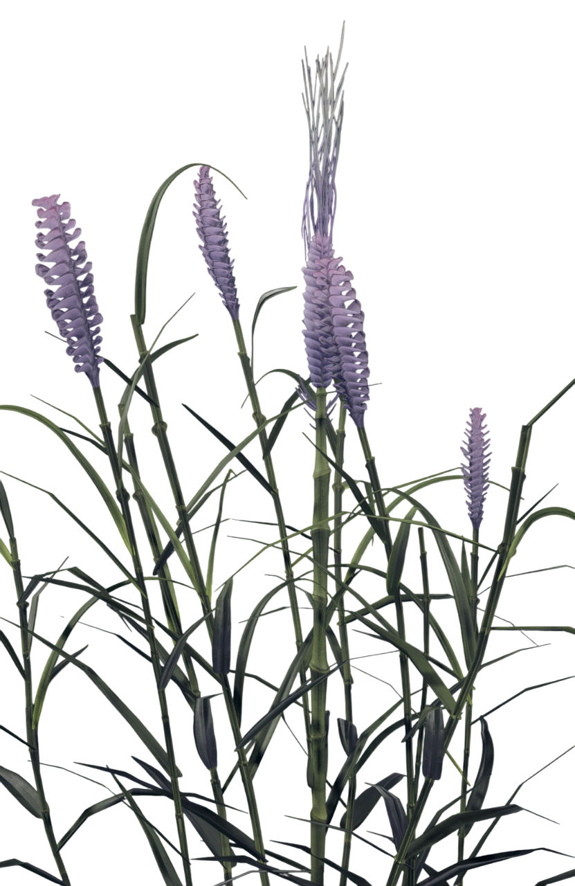 Screecher's Reed | Avatar Wiki | Fandom