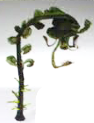 Centipede | Avatar Wiki | Fandom