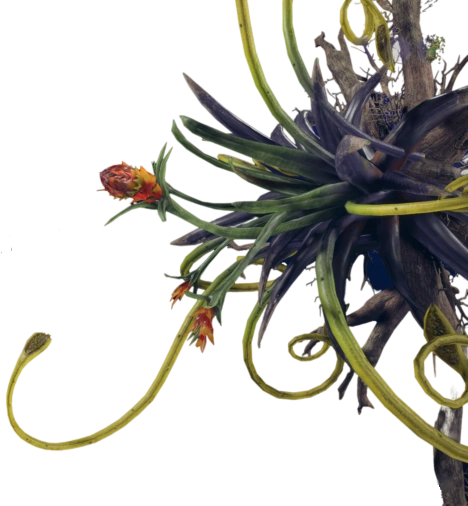 Whip Leaf | Avatar Wiki | Fandom