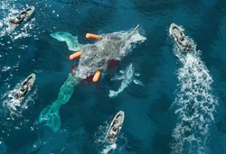 Tulkun | Avatar Wiki | Fandom