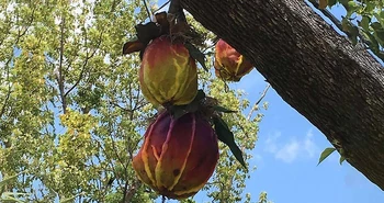 Cannonball Fruit Tree | Avatar Wiki | Fandom