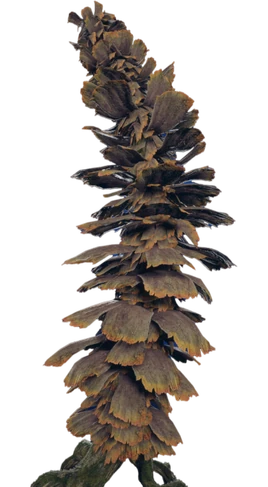 Ragtrunk Tree | Avatar Wiki | Fandom