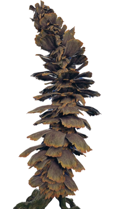 Ragtrunk Tree | Avatar Wiki | Fandom