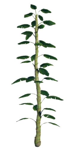 Shade Leaf Cane | Avatar Wiki | Fandom