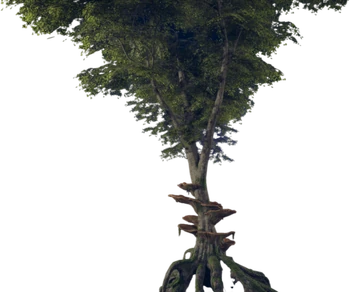 Stairfoot Tree | Avatar Wiki | Fandom