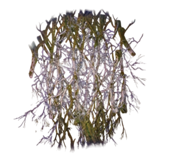 Cavemouth Root | Avatar Wiki | Fandom