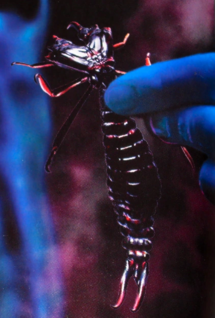 Arachnoid | Avatar Wiki | Fandom