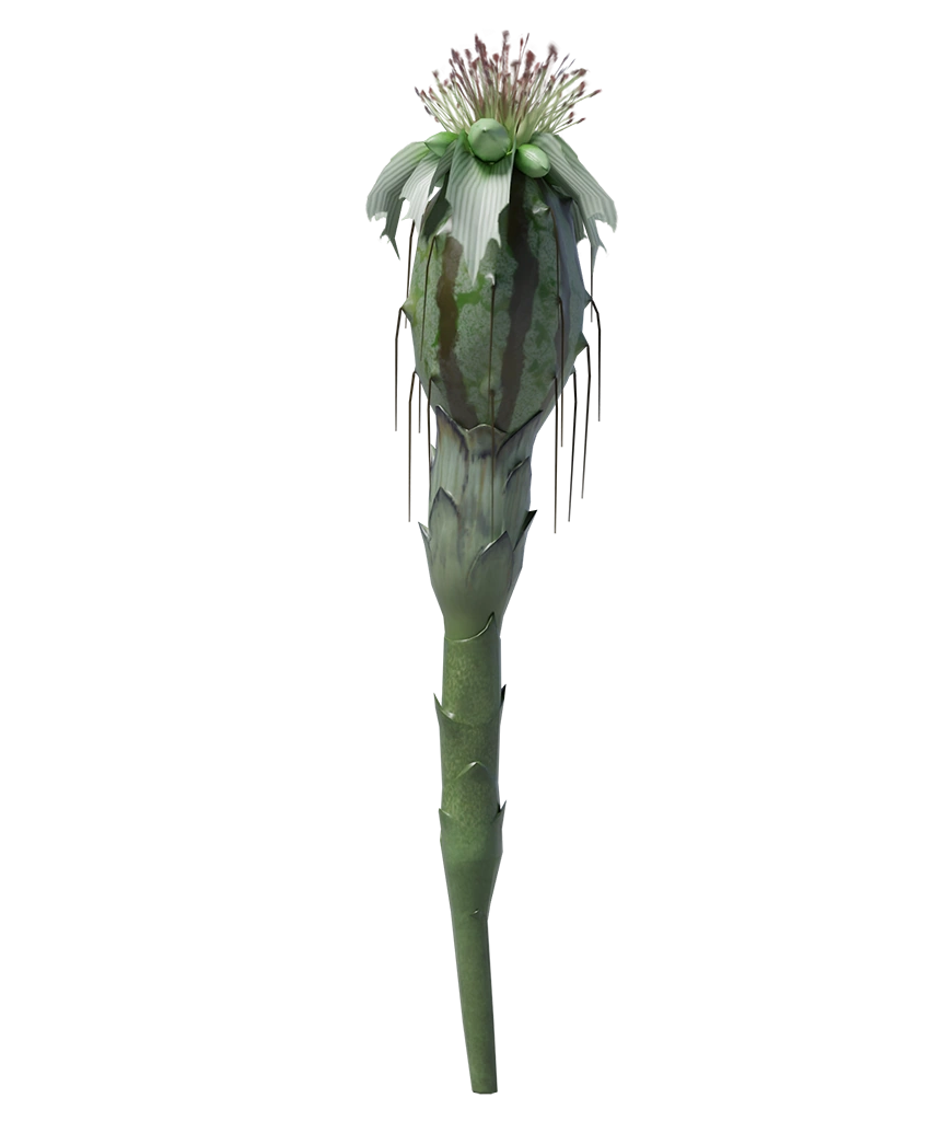 Thistle Bud | Avatar Wiki | Fandom