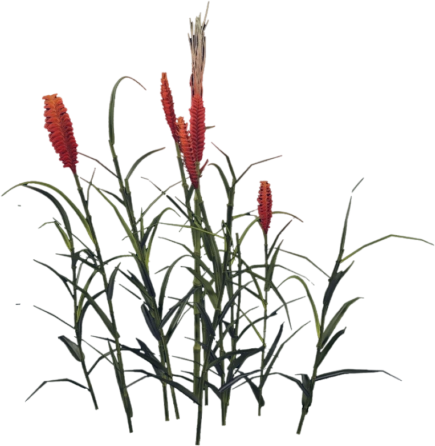 Sunset Reed | Avatar Wiki | Fandom