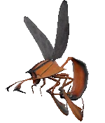 Hellfire Wasp | Avatar Wiki | Fandom