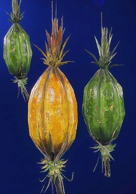 Pod Fruit | Avatar Wiki | Fandom