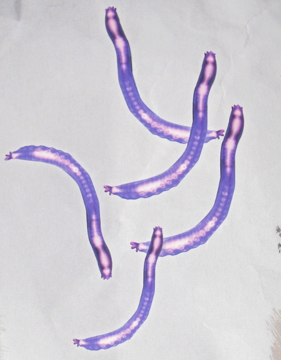 Glow Worm | Avatar Wiki | Fandom