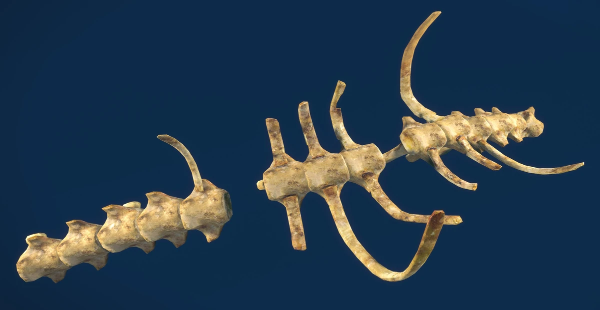 Hollow Bone | Avatar Wiki | Fandom