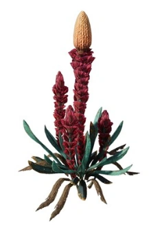 Rain Thistle | Avatar Wiki | Fandom