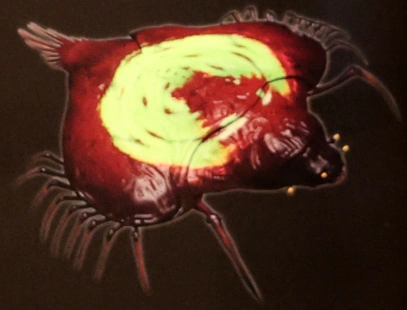 Cuirass Mud Crab | Avatar Wiki | Fandom