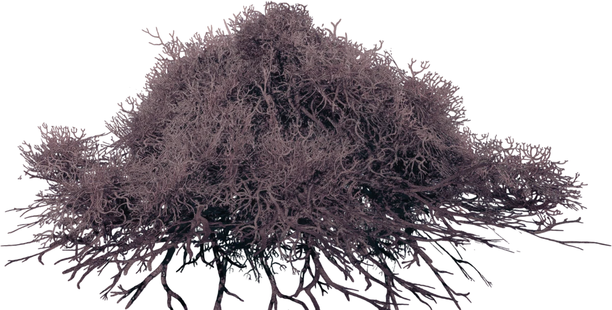 Night Sky Moss | Avatar Wiki | Fandom