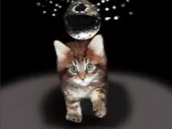 Disco Cat | Jamster Wiki | Fandom