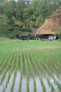 Rice Field | Japanese Kanji Wiki | Fandom