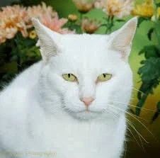 White | Japanese Kanji Wiki | Fandom