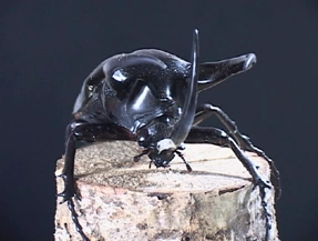 Caucasus Beetle | Japanese Bug Fights TV Wiki | Fandom