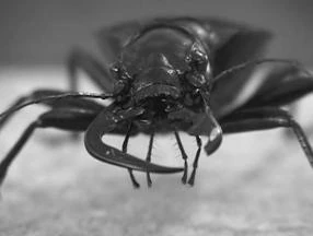 Manticora Tiger Beetle | Japanese Bug Fights TV Wiki | Fandom