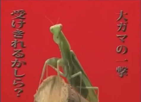 Praying Mantis | Japanese Bug Fights TV Wiki | Fandom