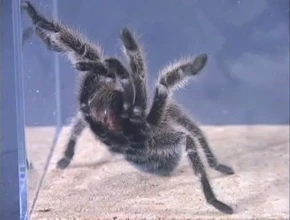 Rose Hair Tarantula | Japanese Bug Fights TV Wiki | Fandom