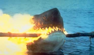 Brucette | Jaws Wiki | Fandom